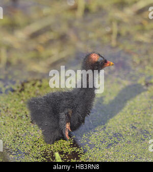 Little Common moorhen baby, Gallinula chloropus also known as the ...