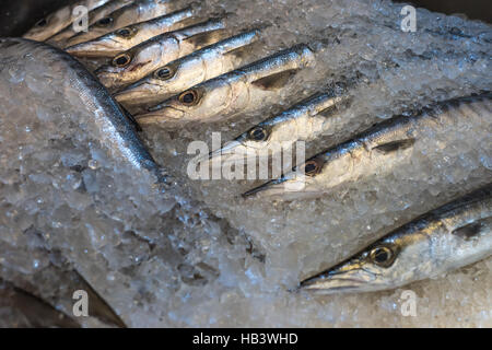 Close up of a fresh Barracuda fish head on white background Stock Photo ...