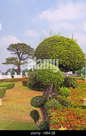The beautiful tree is trimmed in shape of triangle, it grows in the ...