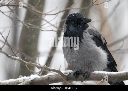 Vienna, Austria. Crow (Corvus) at the Vienna Central Cemetery Stock ...