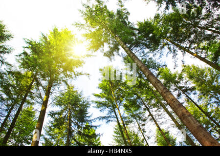 The German Forest Stock Photo - Alamy