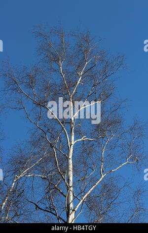 birch tree without leaves spring Stock Photo - Alamy