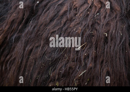 Llama (Lama glama). Fur texture Stock Photo - Alamy