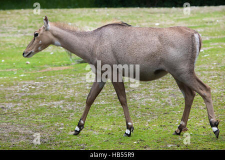 Nilgai (Boselaphus tragocamelus), also known as nilgau. Isoalted over ...