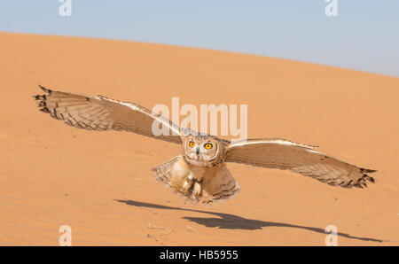 Desert tawny owl (strix hadorami) flying in a desert near Dubai Stock ...