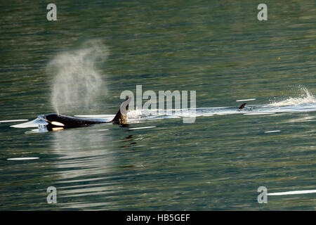 Orca Killer Whale spraying water through its blow hole Stock Photo - Alamy
