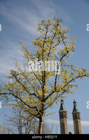 Cornus mas, european cornel, standart tree Stock Photo - Alamy