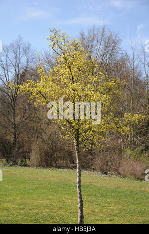 Cornus mas, european cornel, standart tree Stock Photo - Alamy