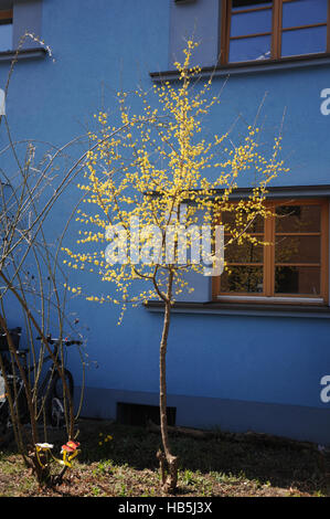 Cornus mas, European cornel, standart tree Stock Photo - Alamy