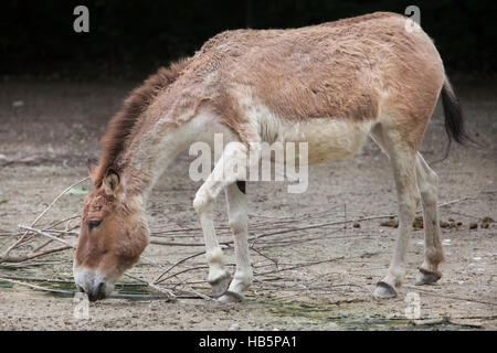 Tibetan wild ass, Kiang, Khyang (Equus kiang, Equus hemionus kiang ...