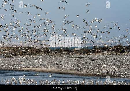 Flock of birds in La Punta, El Callao, Peru Stock Photo - Alamy