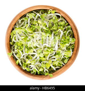 fresh radish sprouts Stock Photo - Alamy