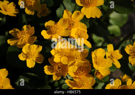 Marsh marigold (Caltha palustris Stock Photo - Alamy