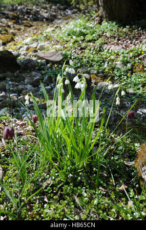 Summer Snowflake bulbs (Leucojum aestivum Stock Photo - Alamy