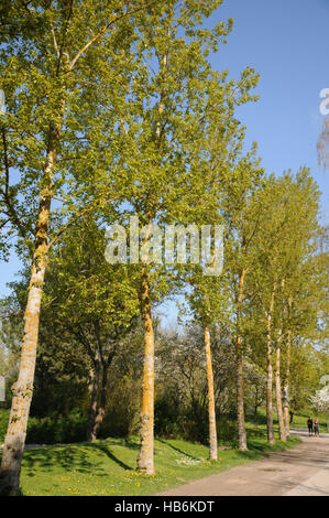poplar trees in spring / Pappeln im Frühling Stock Photo - Alamy