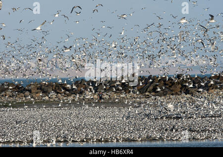 Flock of birds in La Punta, El Callao, Peru Stock Photo - Alamy
