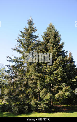 greek fir (Abies cephalonica), trees in the mountains of Greece, Greece ...
