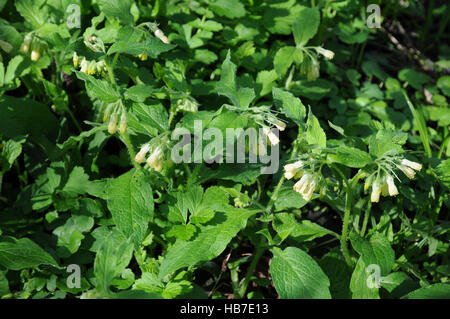 Symphytum tuberosum Tuberous Comfrey Stock Photo - Alamy