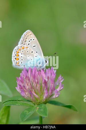 Natural closeup on a blue Icarus butterfly, Polyommatus icarus, sitting ...