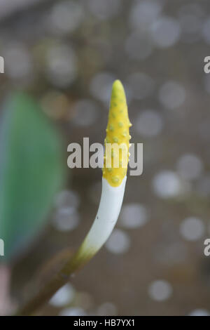 Orontium aquaticum Golden Club Stock Photo - Alamy