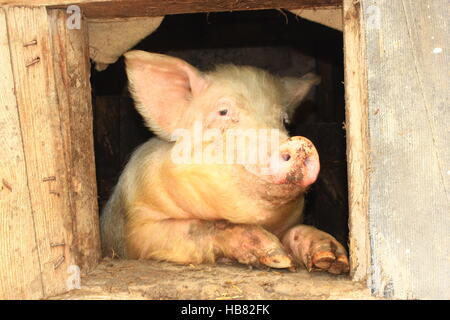 pig looks out from window of shed on the red brick wall Stock Photo - Alamy