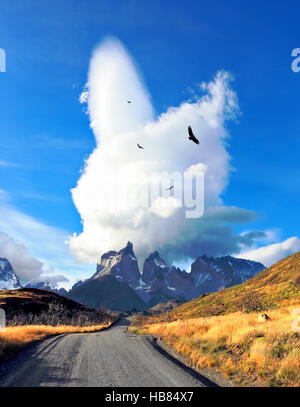 Flock of Andean condors flying Stock Photo - Alamy