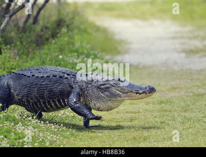 American alligator (Alligator mississippiensis) crossing path, Anhinga ...