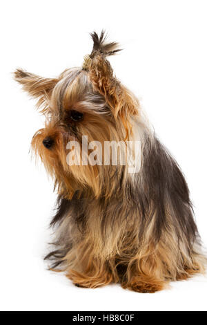 adorable yorkshire terrier looking up and sitting isolated on white ...