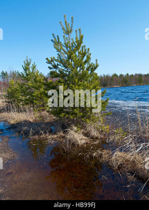 spring flooding on the lake Stock Photo - Alamy