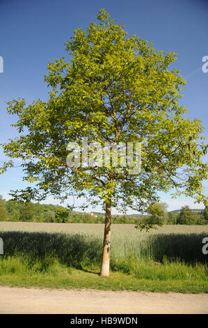 Juglans regia, walnut Stock Photo - Alamy