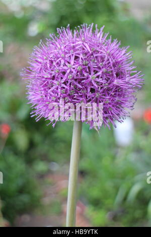Giant Alium Onion flower Allium giganteum Stock Photo - Alamy