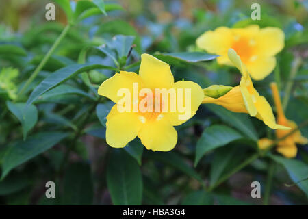 Golden Trumpet (Allamanda cathartica) flowers in El Yunque Rainforest ...