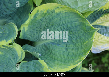 Plantain lily, Hosta Pizzazz Stock Photo - Alamy
