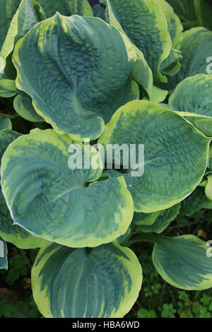 Plantain lily, Hosta Pizzazz Stock Photo - Alamy