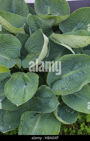 Plantain lily, Hosta Halcyon Stock Photo - Alamy