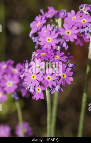 Primula Farinosa (Bird's Eye Primrose), a flowering perennial of the ...