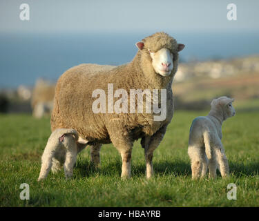 Ewe standing with her lambs in a grass field in the spring time Stock ...
