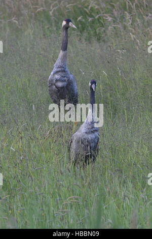 Common crane family. Crane family foraging Stock Photo - Alamy