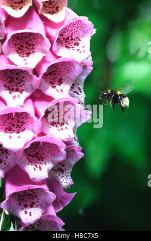 Hummel flying to Fingerhut Stock Photo - Alamy