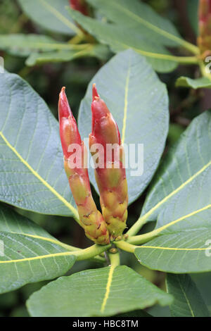 Buds of Rhododendron Stock Photo - Alamy