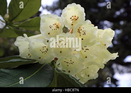 Rhododendron sinofalconeri, buds Stock Photo - Alamy