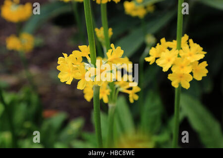 Candelabra primrose, Primula prolifera Stock Photo - Alamy
