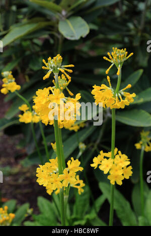 Candelabra primrose, Primula prolifera Stock Photo - Alamy
