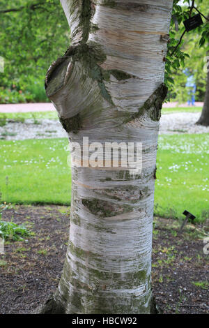 Paper Birch / (Betula papyrifera) | Papier Birke (Betula papyrifera ...