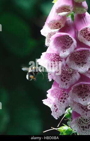 hummel at fingerhut Stock Photo - Alamy