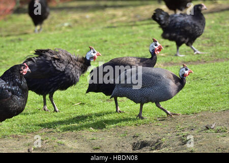 Helmeted guineafowls (Numididae), animal portrait, guinea fowl ...
