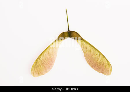 two winged maple seeds attached to the stem Stock Photo - Alamy