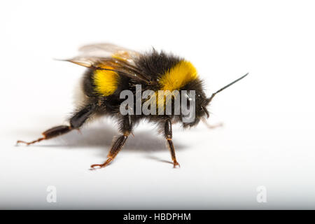 Bumblebee, macro photography Stock Photo - Alamy