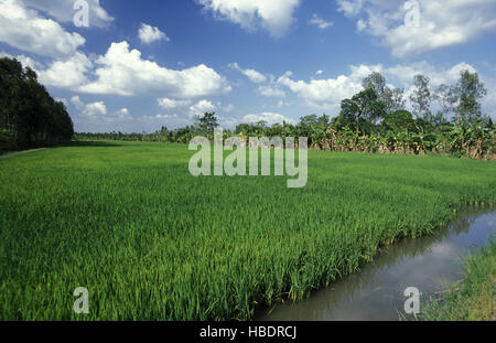 ASIA VIETNAM MEKONG DELTA RICE FIELD Stock Photo - Alamy