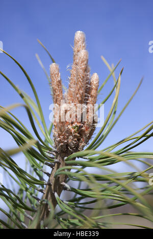 Young shoots of pine trees Stock Photo - Alamy